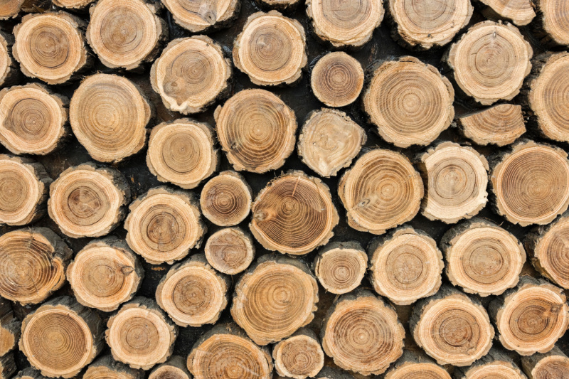 5 Interesting Facts About Wood Published Articles Travel Blog